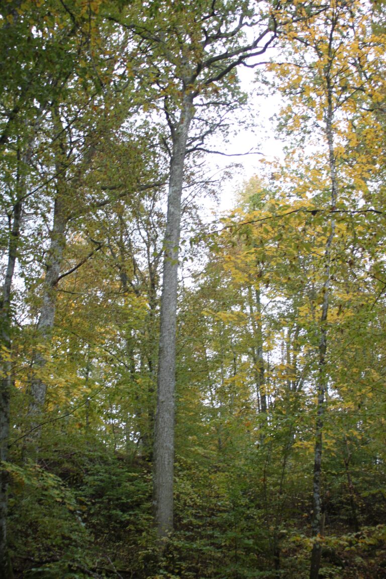 Extra breda golvplank - Kollektion Hallabacken - Ängavången Ekgolv
